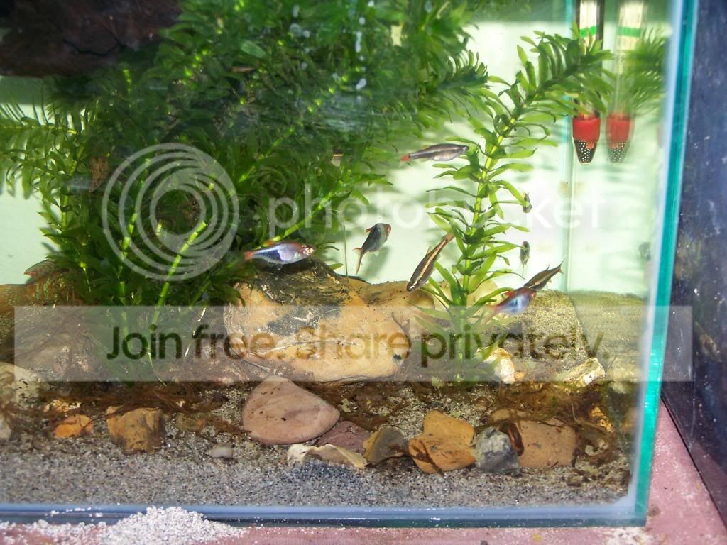 Blue tailed fire bellied newt breeding tips please | Reptile Forums