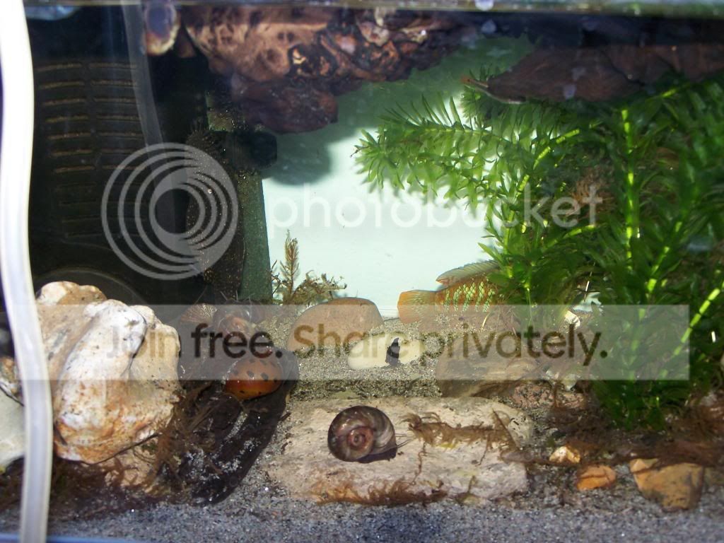 Blue tailed fire bellied newt breeding tips please | Reptile Forums