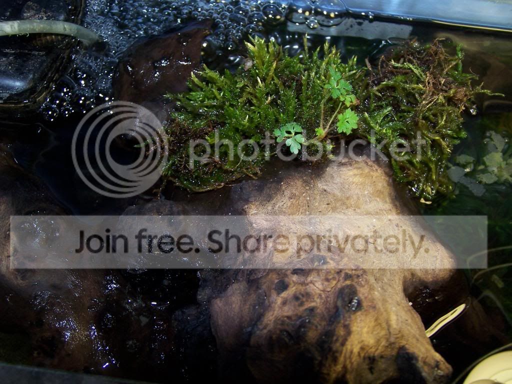 Blue tailed fire bellied newt breeding tips please | Reptile Forums