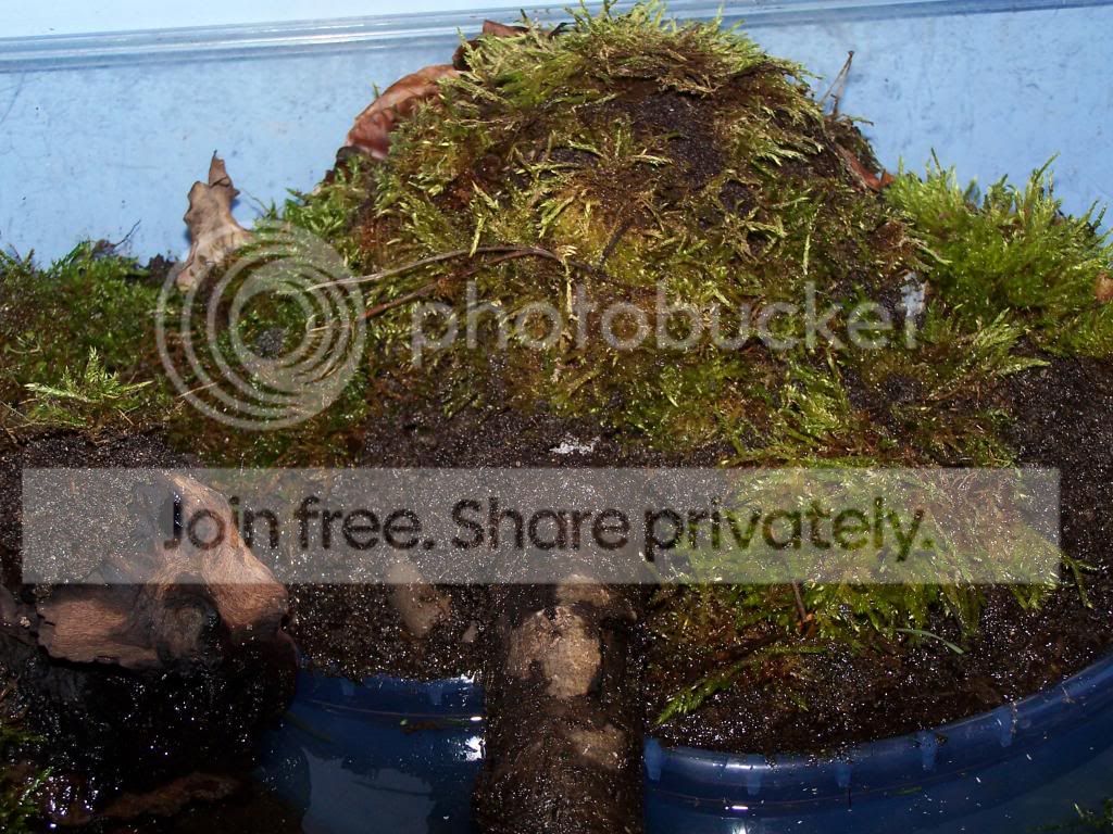 blue tailed fire bellied newts and fire bellied toads? hmm... | Reptile ...