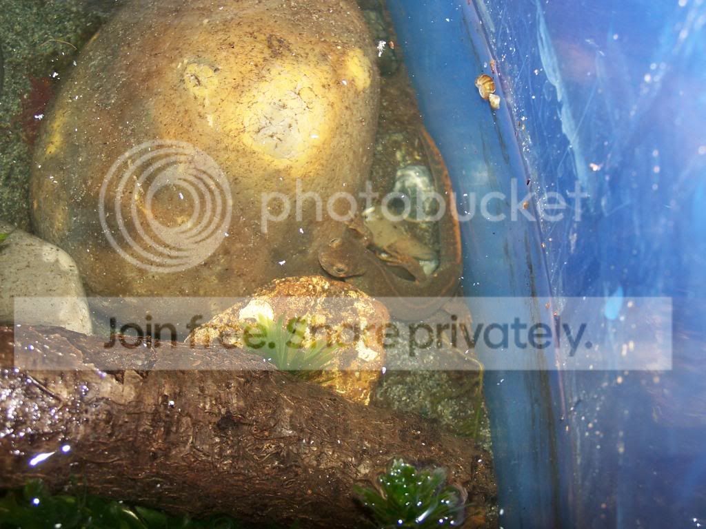 blue tailed fire bellied newts and fire bellied toads? hmm... | Reptile ...
