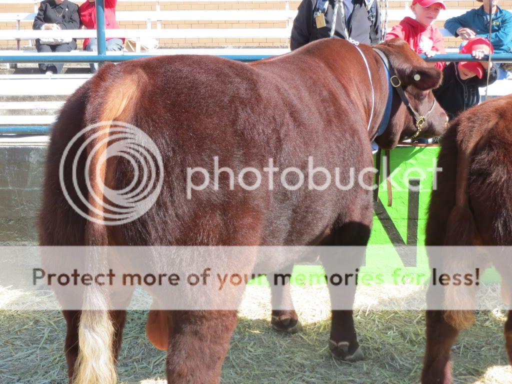 Lincoln Red Cattle | CattleToday.com - Cattle, Cow & Ranching Community